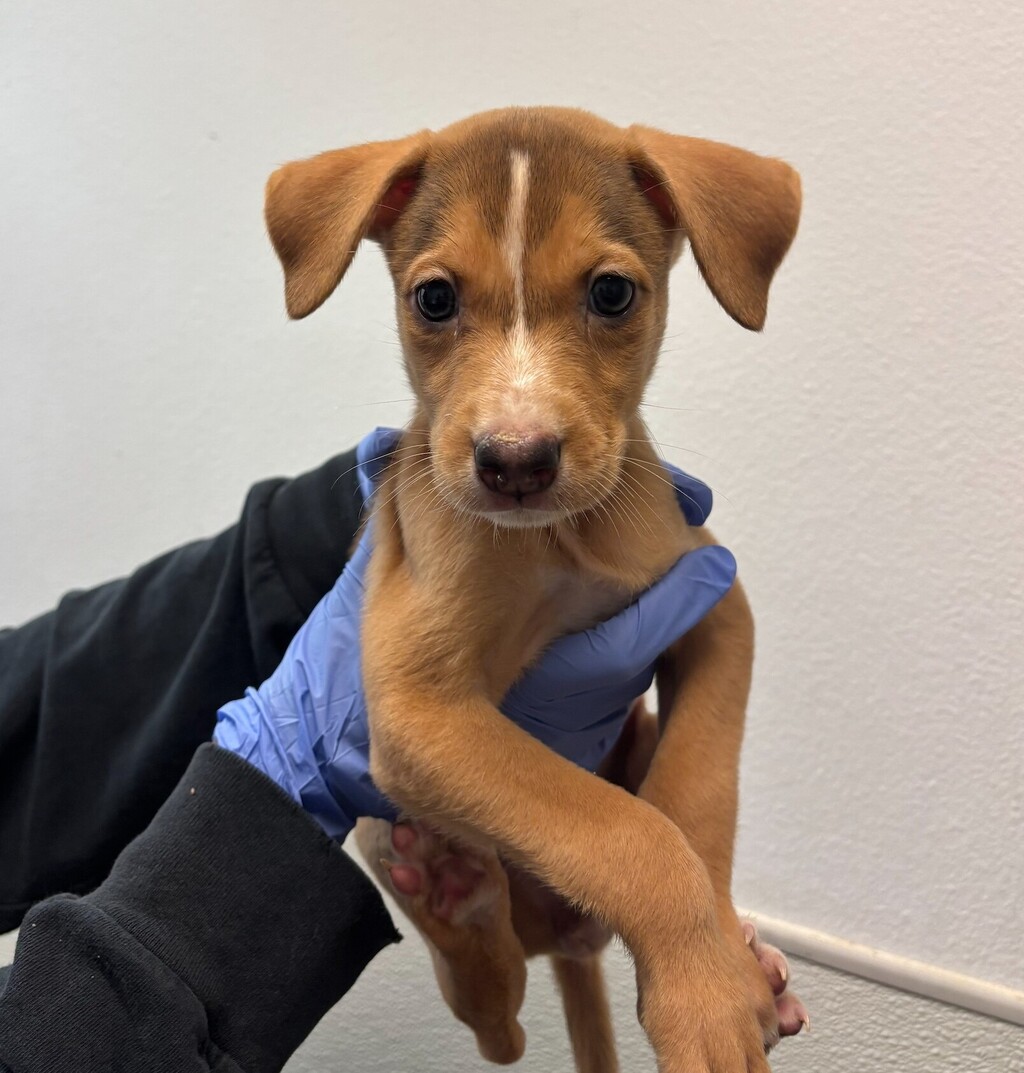 San Diego, CA Lost Female Dog, Radical Red Is Missing | PawBoost