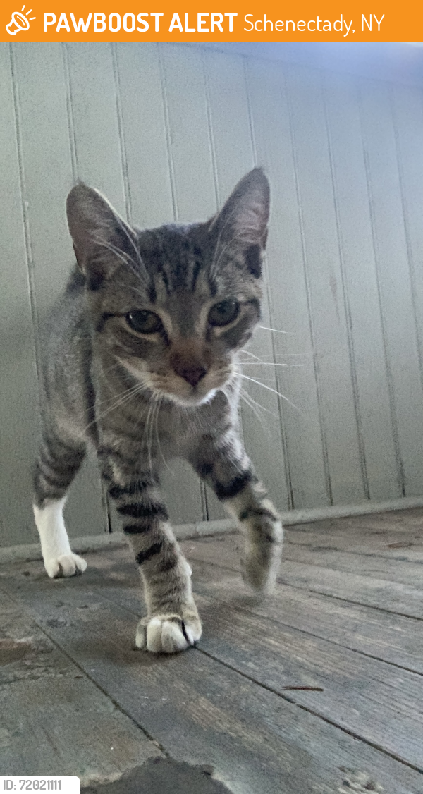 Schenectady, NY Stray Female Cat Found Near Rosa and Gerling | PawBoost