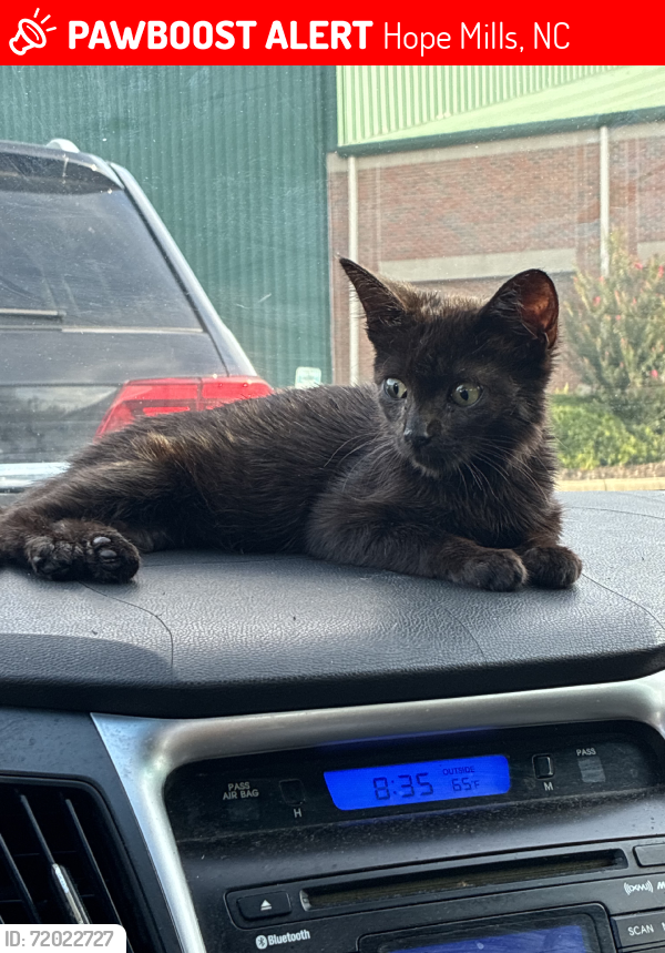 Hope Mills, NC Lost Female Cat, Kitty Is Missing | PawBoost