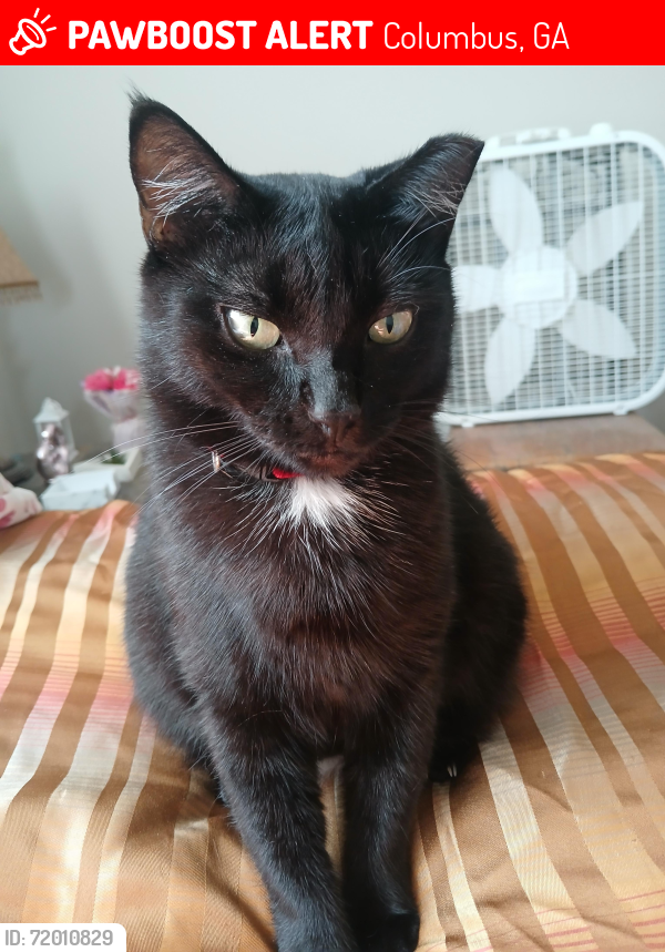 Columbus, GA Lost Female Cat, Kee Kee Is Missing | PawBoost