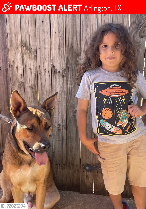 Arlington, TX Lost Male Dog, Mohammed Is Missing | PawBoost