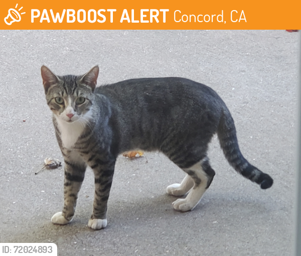 Concord, CA Stray Cat Found Near Nuala and Duar Concord Ca | PawBoost