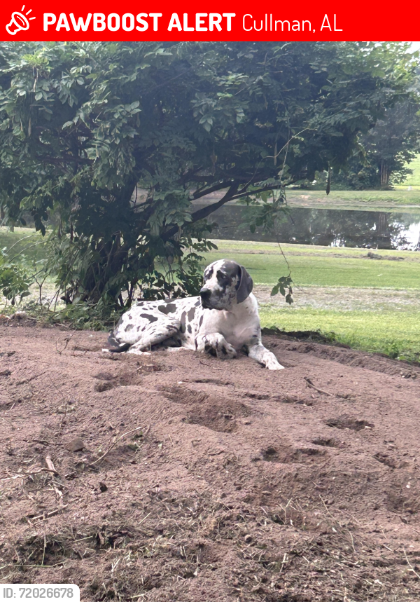Cullman, AL Lost Male Dog, Hoss Is Missing | PawBoost