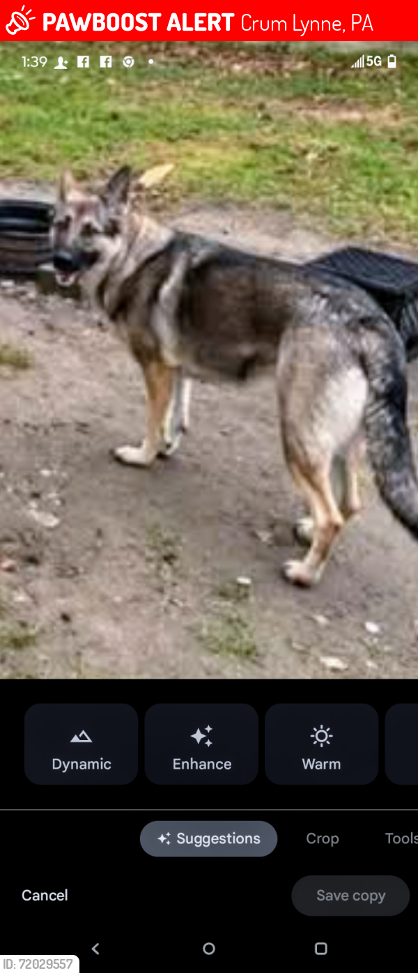 Crum Lynne, PA Lost Female Dog, Loxy Is Missing | PawBoost