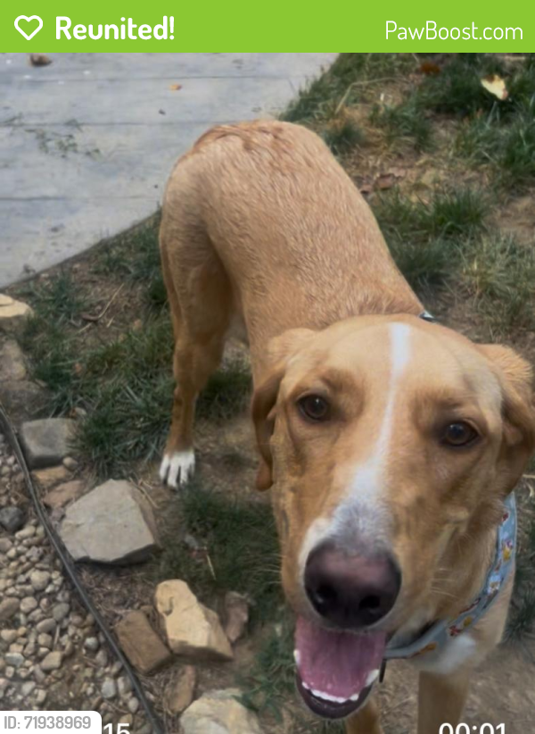 Reunited Female Dog in Exton, PA 19341 (ID: 71938969) | PawBoost
