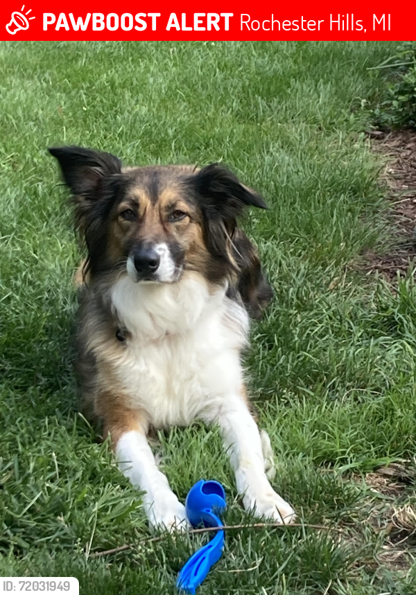 Rochester Hills, MI Lost Female Dog, Ruby Is Missing | PawBoost