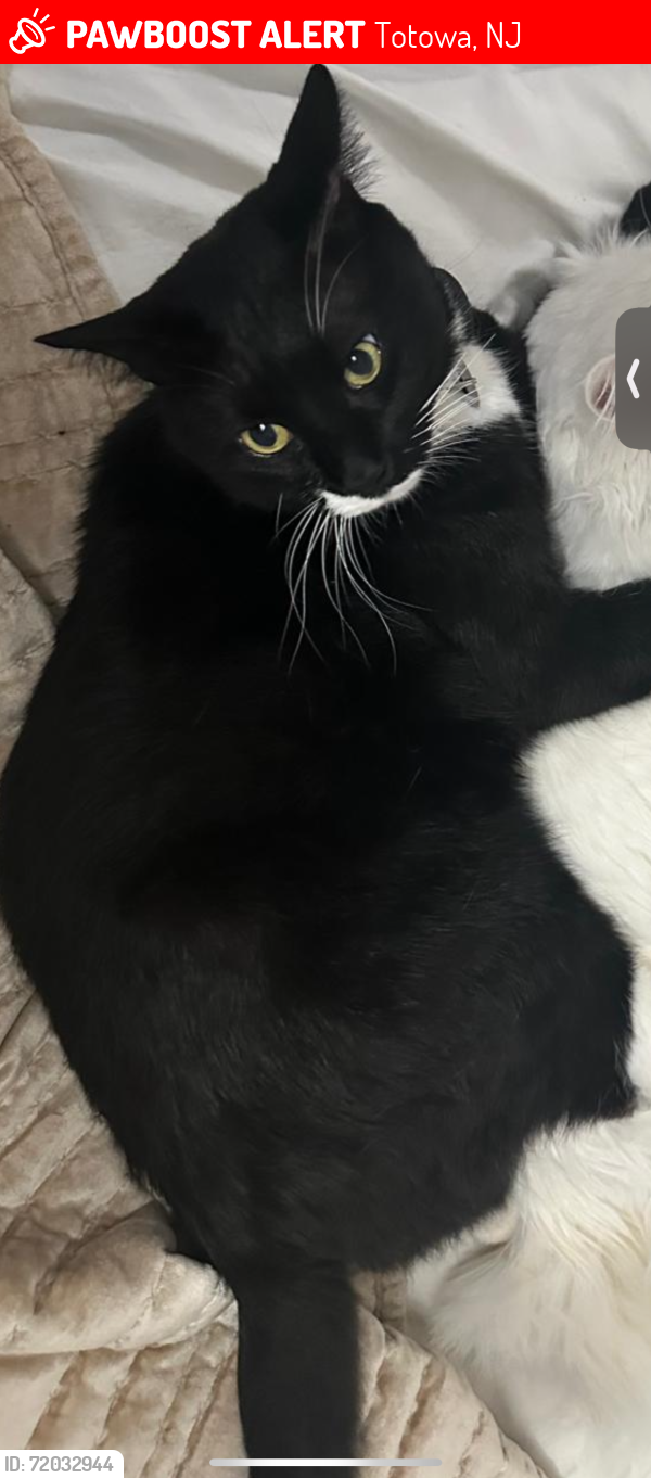 Totowa, NJ Lost Male Cat, Oreo Is Missing | PawBoost