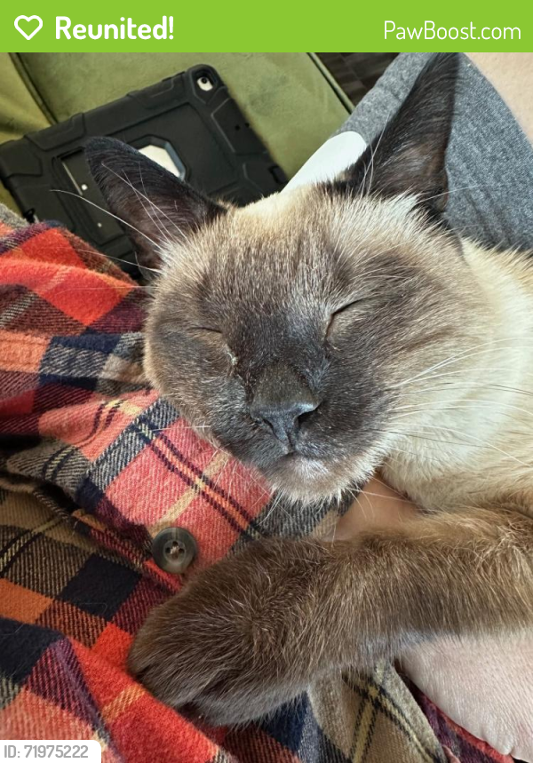Reunited Male Cat in Kansas City, MO 64152 (ID: 71975222) | PawBoost