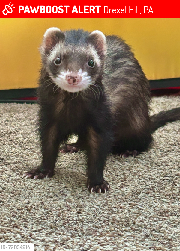 Drexel Hill, PA Lost Female Ferret, Sweet Pea Is Missing | PawBoost