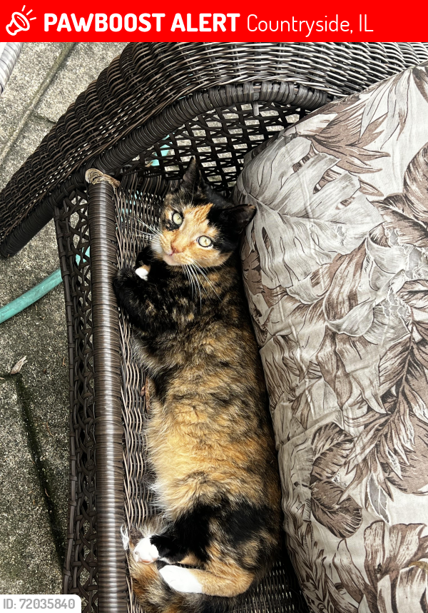 Countryside, IL Lost Female Cat, Darko Is Missing | PawBoost