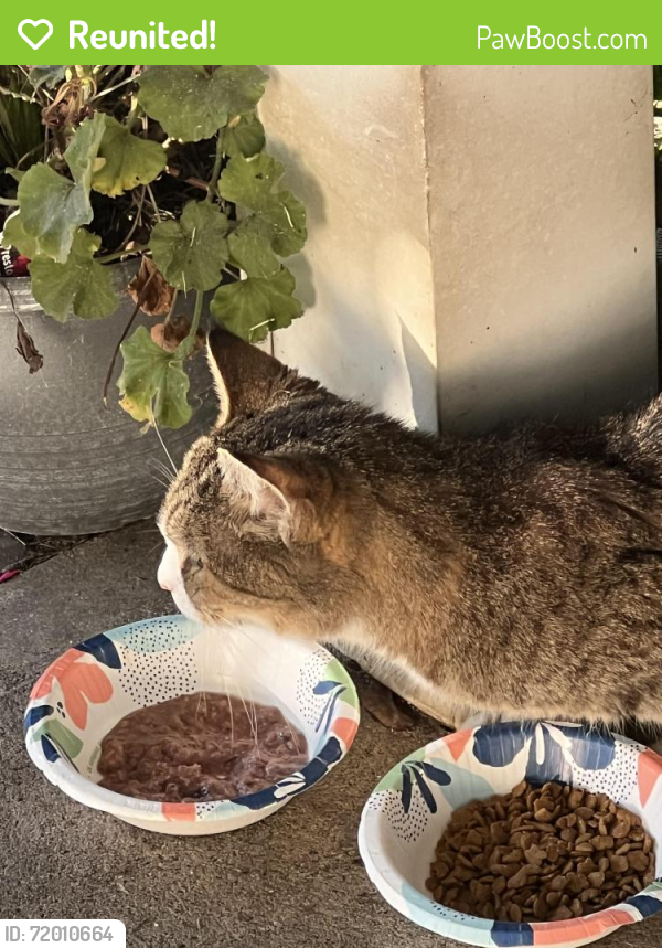 Reunited Female Cat in Keyport, NJ 07735 (ID: 72010664) | PawBoost