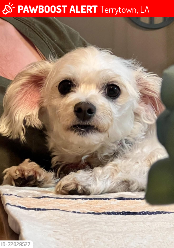 Terrytown, LA Lost Male Dog, Jack Is Missing | PawBoost