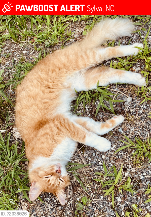 Sylva, NC Lost Male Cat, Bumble Is Missing | PawBoost