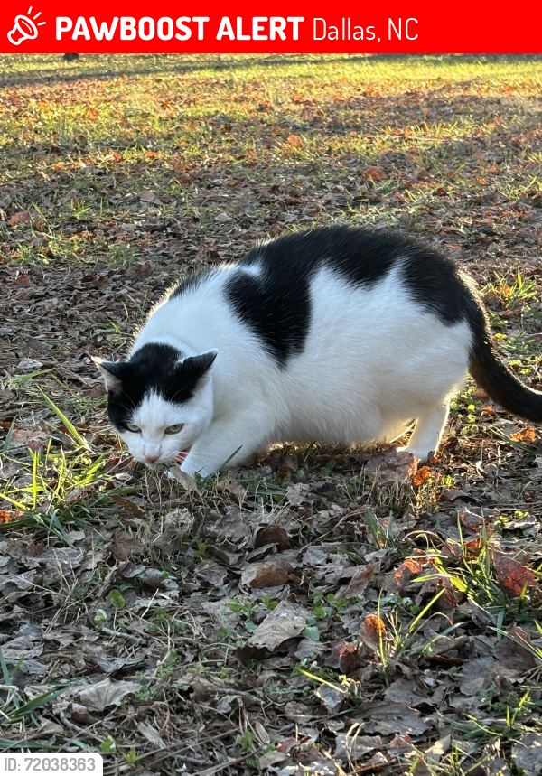 Dallas, NC Lost Male Cat, Oreo Is Missing | PawBoost