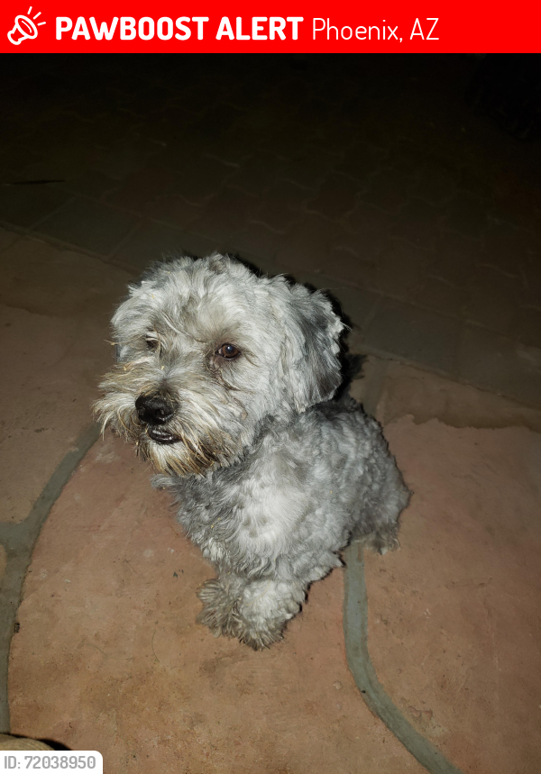Phoenix, AZ Lost Male Dog, Snoopy Is Missing | PawBoost
