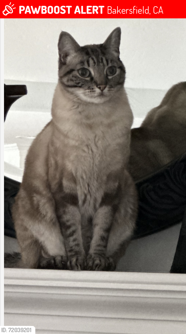 Bakersfield, CA Lost Male Cat, Toby Is Missing | PawBoost