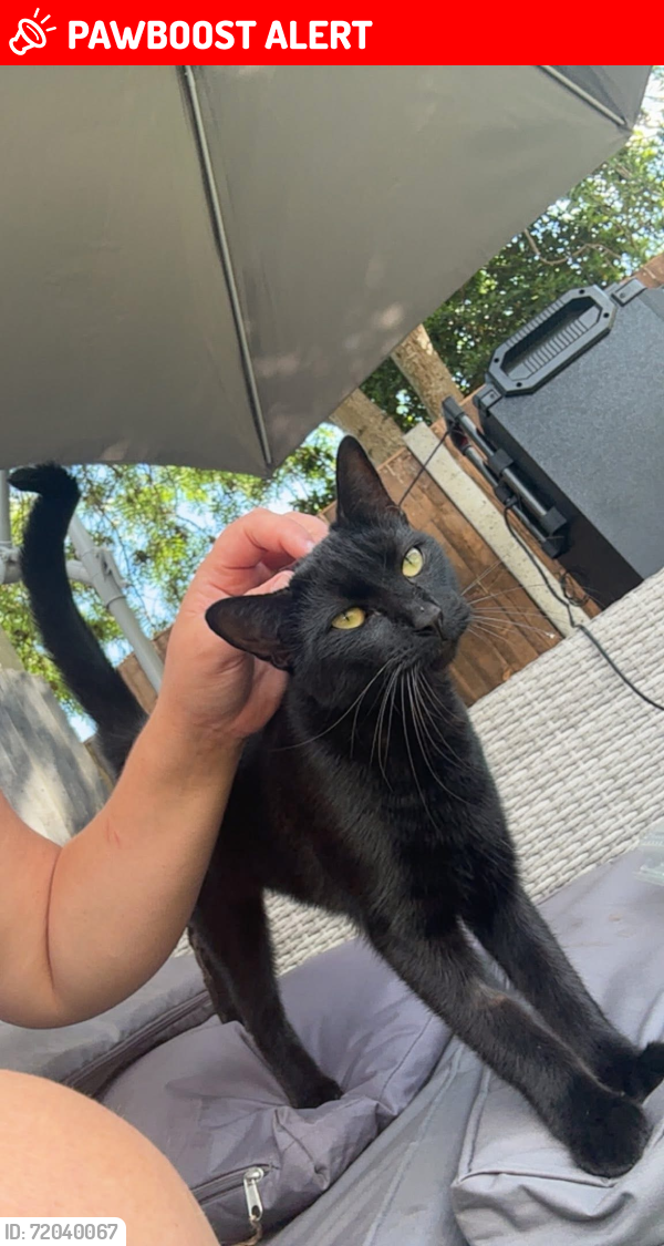 Greater London, England Lost Male Cat, Salem Is Missing | PawBoost
