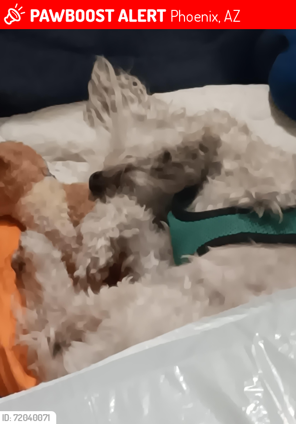 Phoenix, AZ Lost Male Dog, Scrappy Is Missing | PawBoost