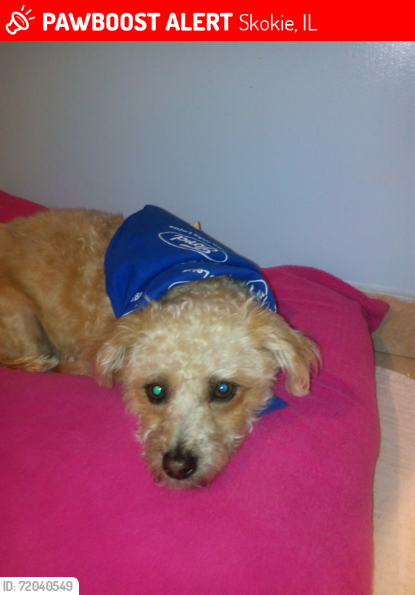 Skokie, IL Lost Female Dog, Pebbles Is Missing | PawBoost
