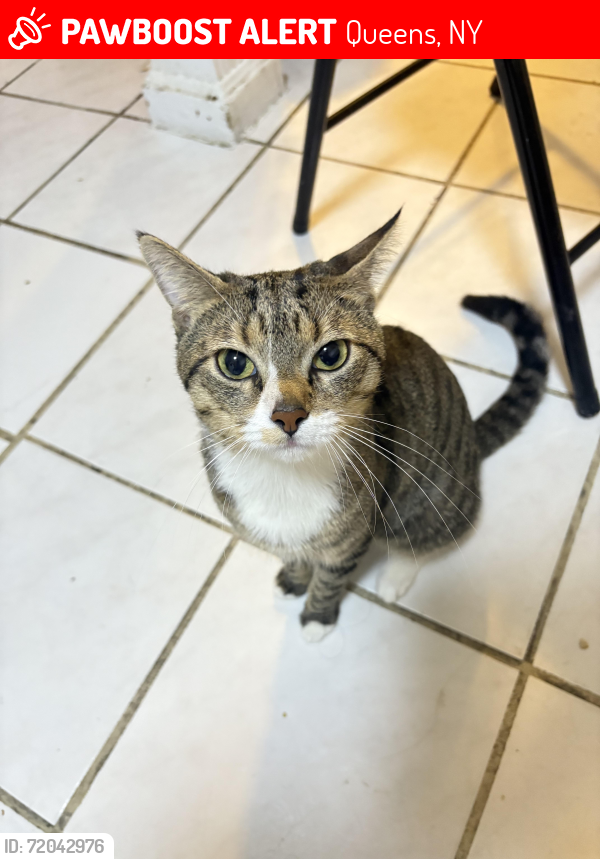 Queens, NY Lost Male Cat, Oliver Is Missing | PawBoost