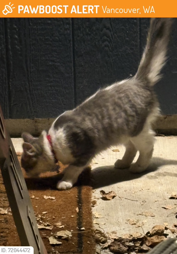 Vancouver, WA Stray Cat Found Near 159th | PawBoost