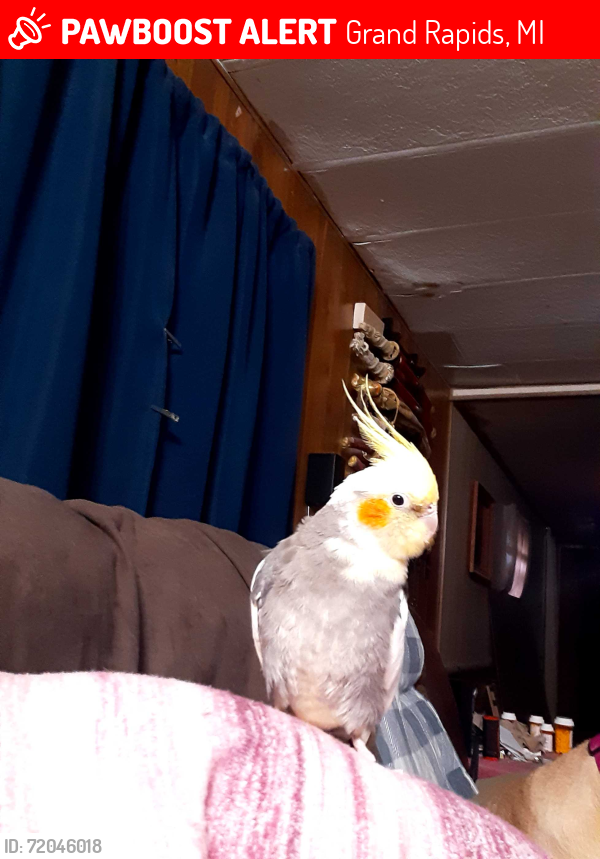 Grand Rapids, MI Lost Male Bird, Little Bird Is Missing | PawBoost