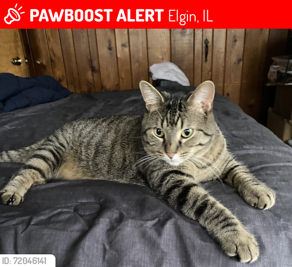 Elgin, IL Lost Male Cat, Max Is Missing | PawBoost