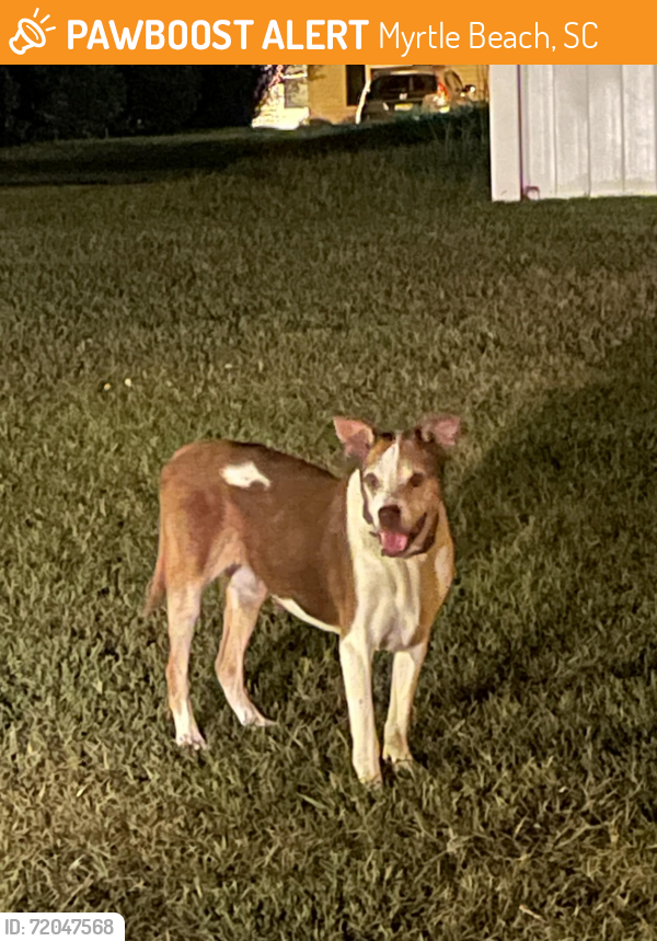 Myrtle Beach, SC Stray Male Dog Found Near Wallingford Circle Off of ...