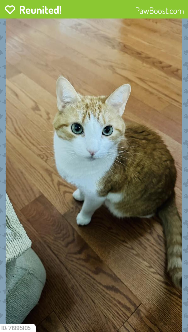 Reunited Male Cat in State College, PA 16801 (ID: 71995105) | PawBoost
