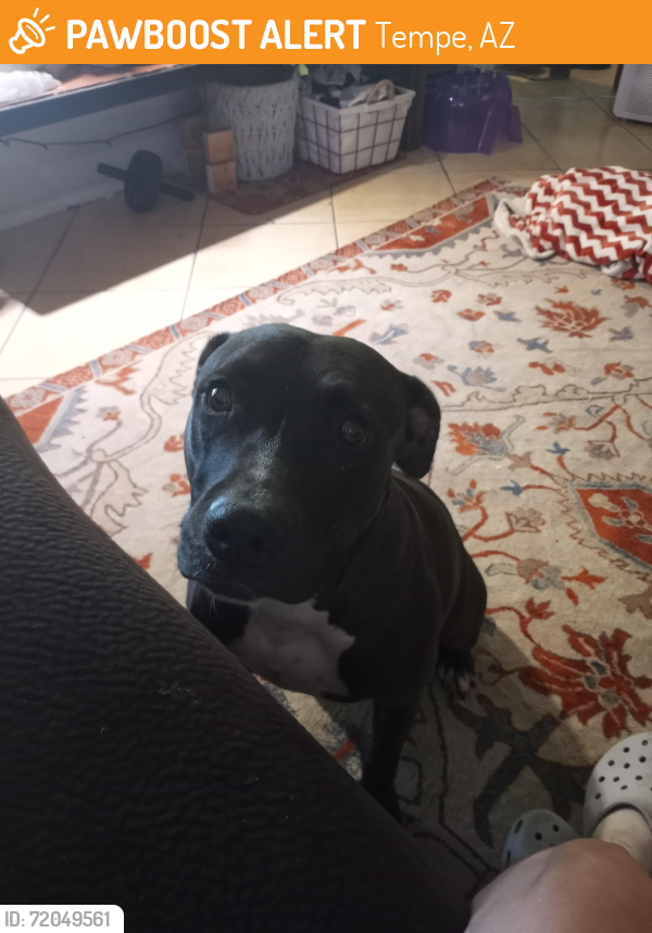 Tempe, AZ Stray Female Dog Found Near Mill and Baseline | PawBoost