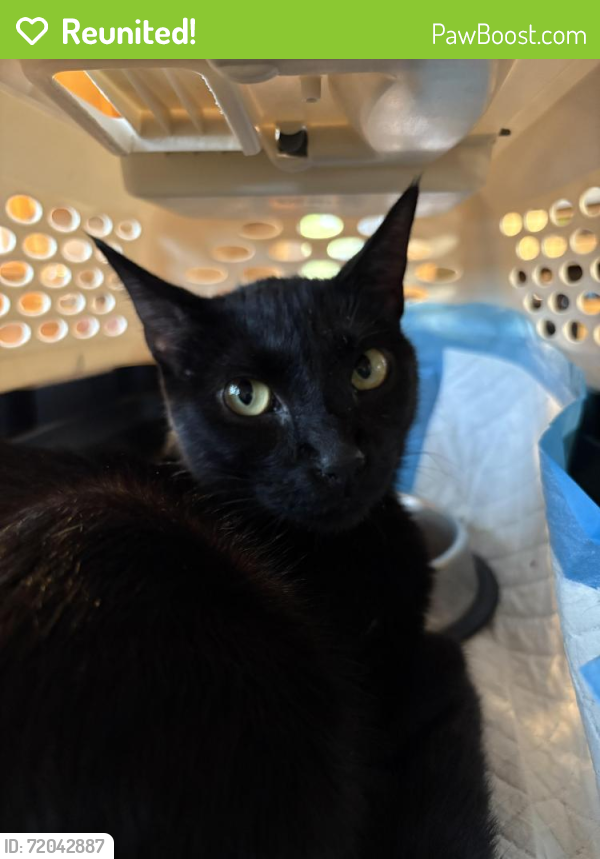 Reunited Cat in Brooklyn Center, MN 55430 (ID: 72042887) | PawBoost