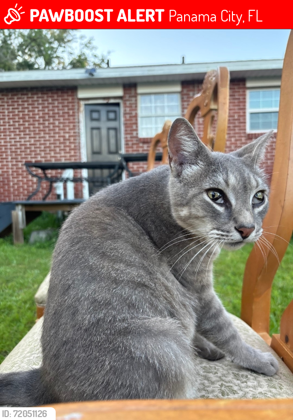 Panama City, FL Lost Male Cat, Jerry Is Missing | PawBoost