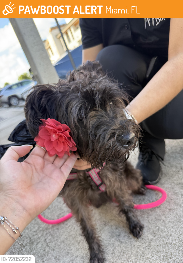 Miami, FL Stray Female Dog Found Near Near nw 82nd st | PawBoost