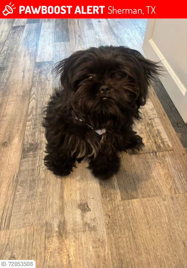Sherman, TX Lost Male Dog, Op Is Missing | PawBoost