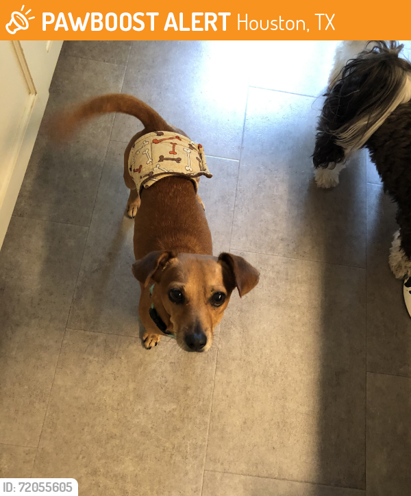 Houston, TX Stray Male Dog Found Near Wilcrest and Lakeside Place ...