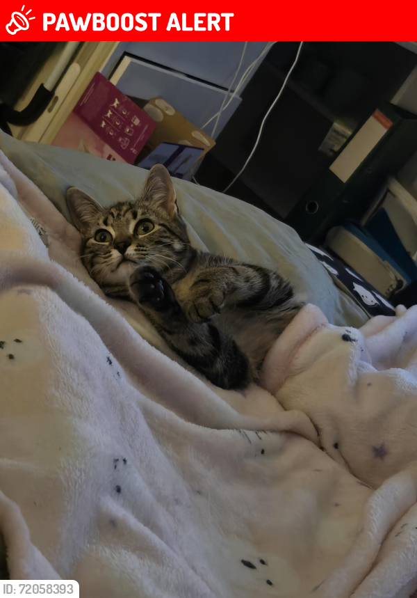 Pitstone, England Lost Female Cat, Fina Is Missing | PawBoost