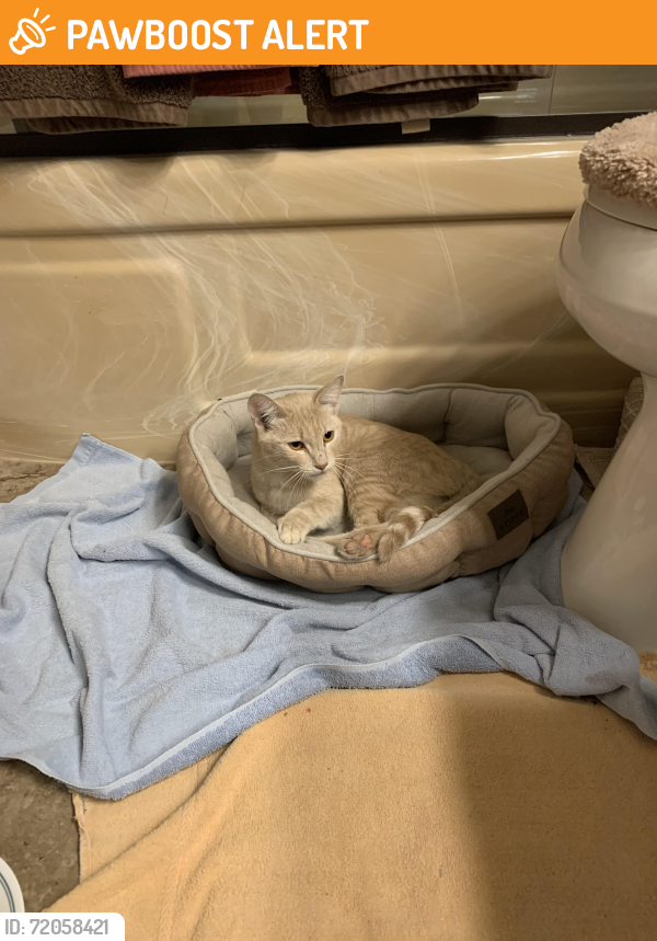 Apache Junction, AZ Stray Female Cat Found Near Apache Junction ...
