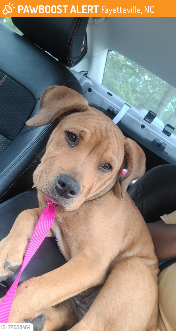 Fayetteville, NC Stray Dog Found Near North Plymouth Street Fayetteville,NC | PawBoost