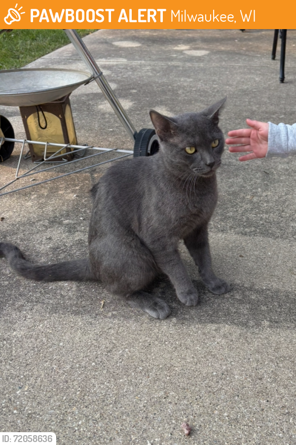 Rehomed Male Cat in Milwaukee, WI 53209 (ID: 72058636) | PawBoost