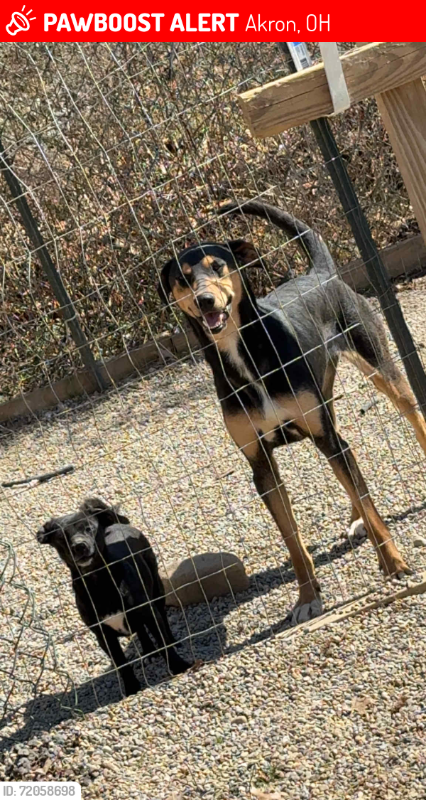 Deceased Female Dog in Akron, OH 44306 (ID: 72058698) | PawBoost