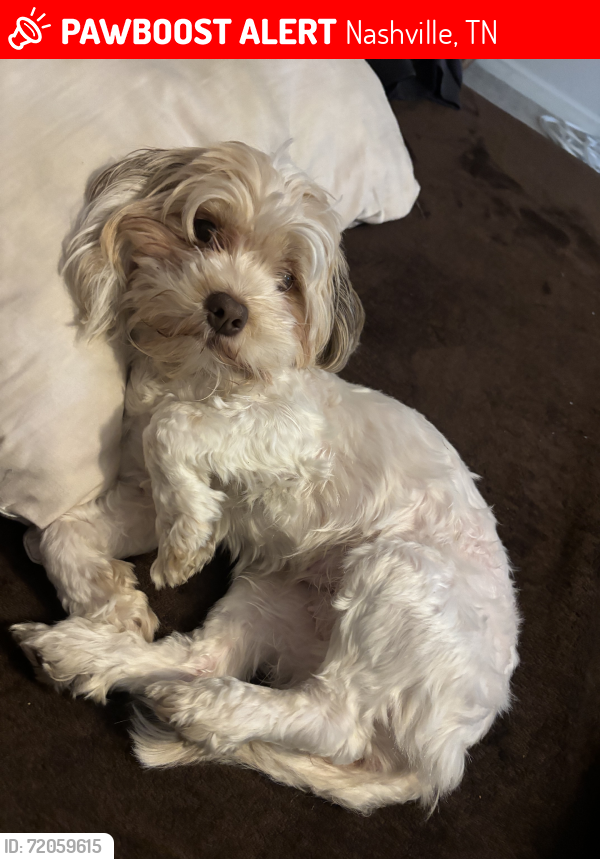 Nashville, TN Lost Female Dog, Sky Is Missing | PawBoost