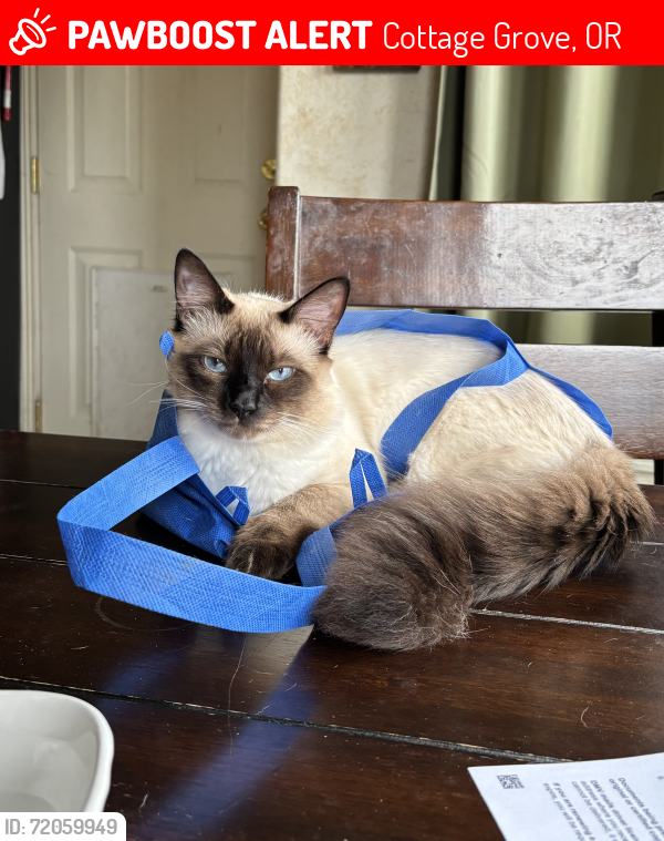 Cottage Grove, OR Lost Male Cat, Cheech Is Missing | PawBoost