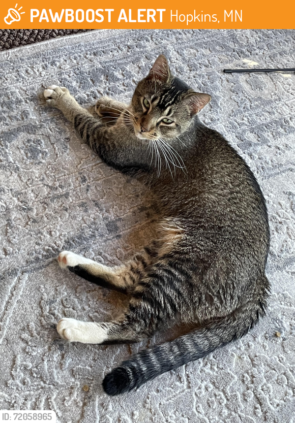 Rehomed Male Cat in Hopkins, MN 55343 (ID: 72058965) | PawBoost