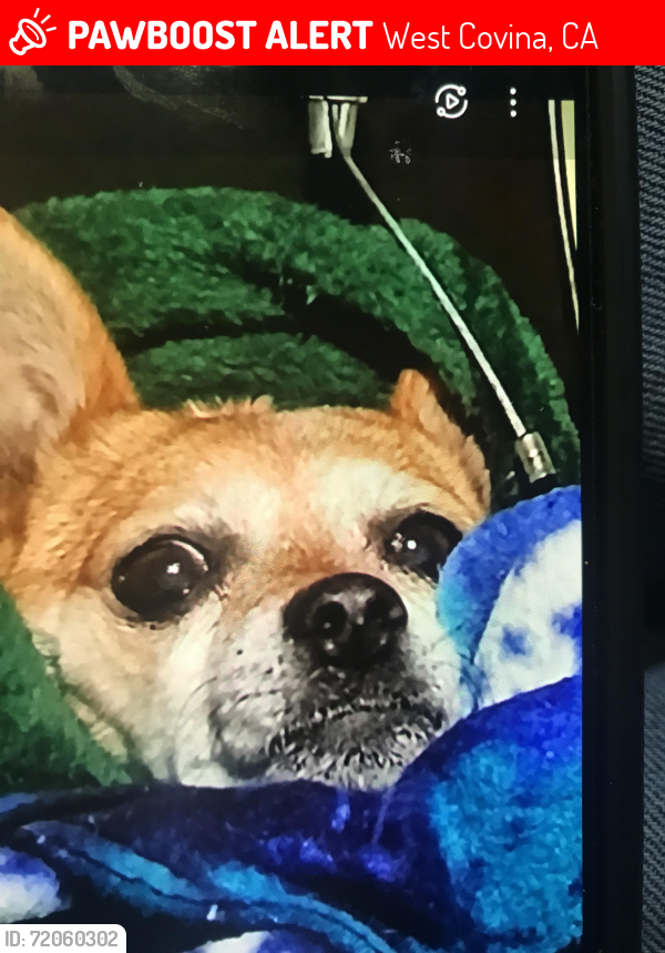 West Covina, CA Lost Female Dog, Pebbles Is Missing | PawBoost