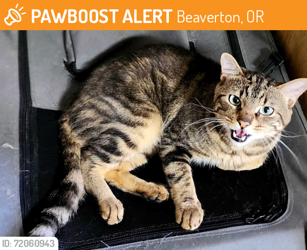 Beaverton, OR Stray Male Cat Found Near 122nd Ave & center st | PawBoost