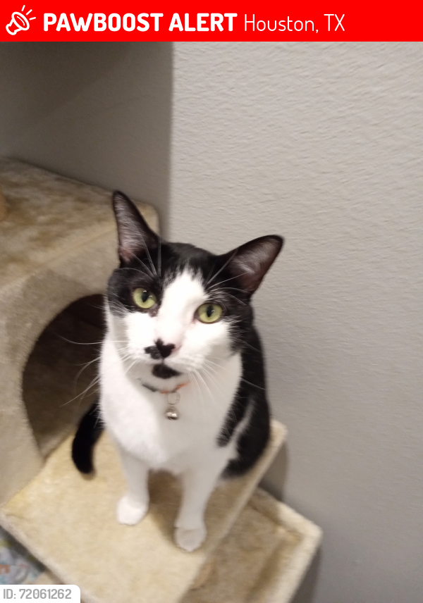 Houston, TX Lost Male Cat, Oreo Is Missing | PawBoost