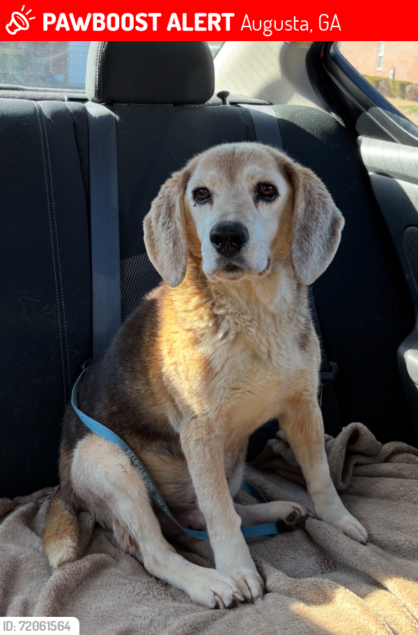 Augusta, GA Lost Male Dog, Buddy Is Missing | PawBoost