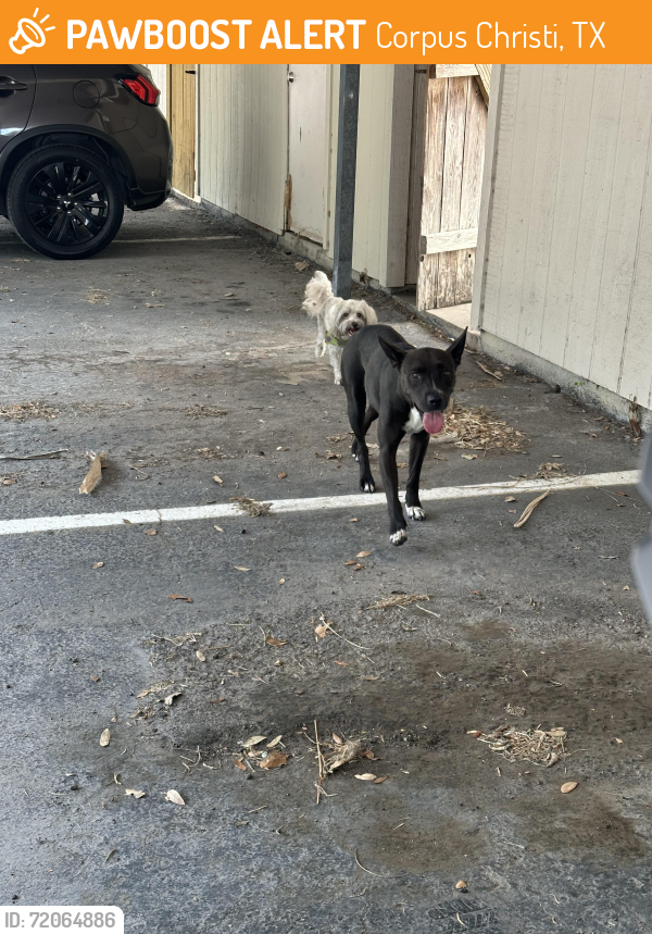Corpus Christi, TX Stray Female Dog Found Near Everhart and Saratoga ...