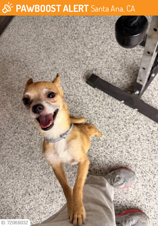 Santa Ana, CA Stray Male Dog Found Near Cabrillo park drive & Mabury St ...