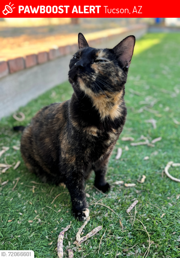 Tucson, AZ Lost Female Cat, Mochi Is Missing | PawBoost